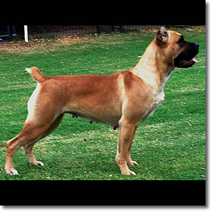 Avalanche Cane Corso Italiano